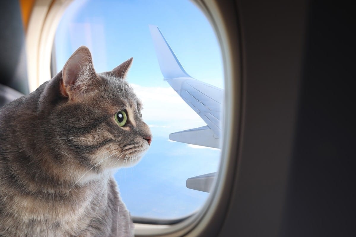 Voyager en avion avec son chat : guide de préparation essentielle - Justeo
